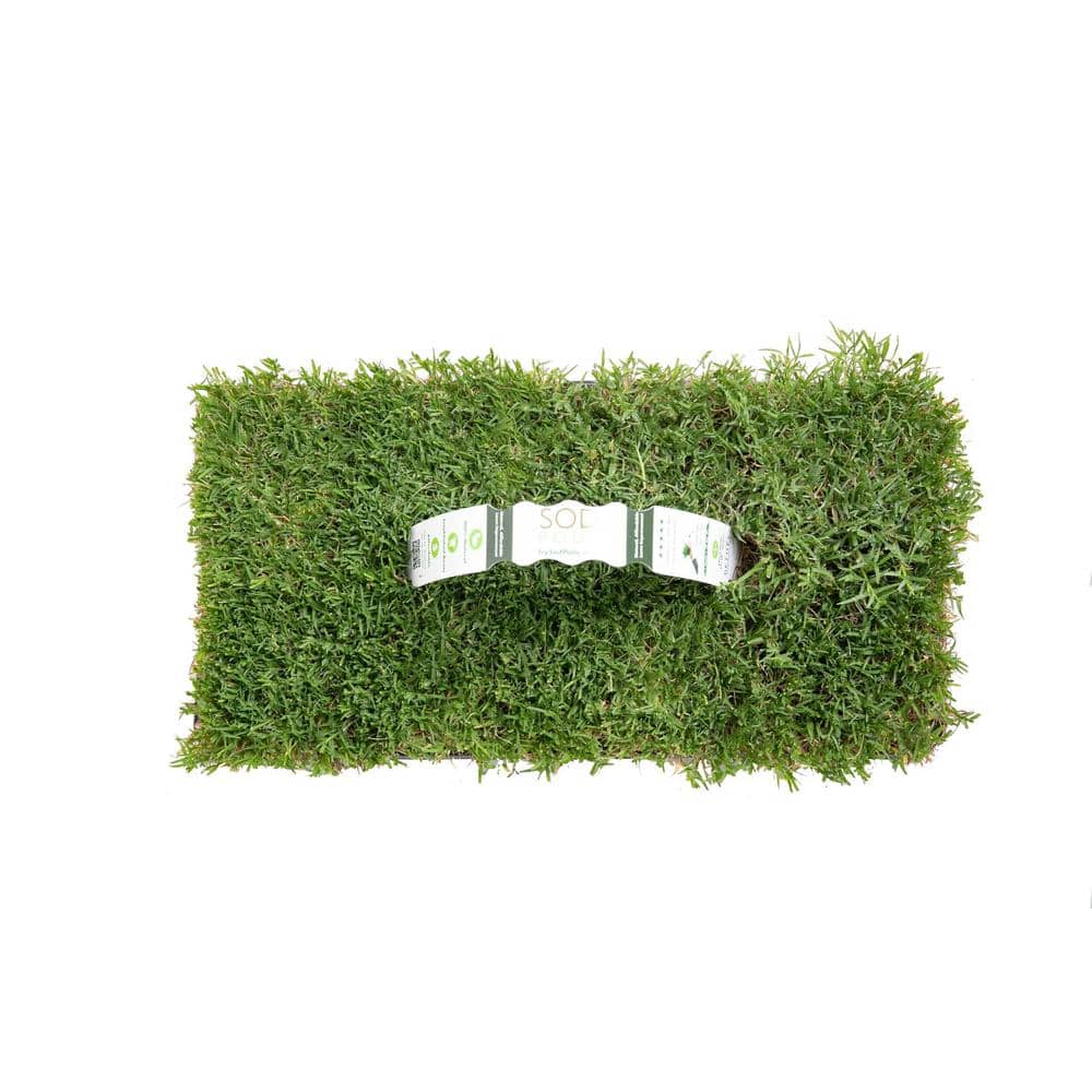Sod Pods Bermuda Grass Plugs (16-Count) Natural, Affordable Lawn ...