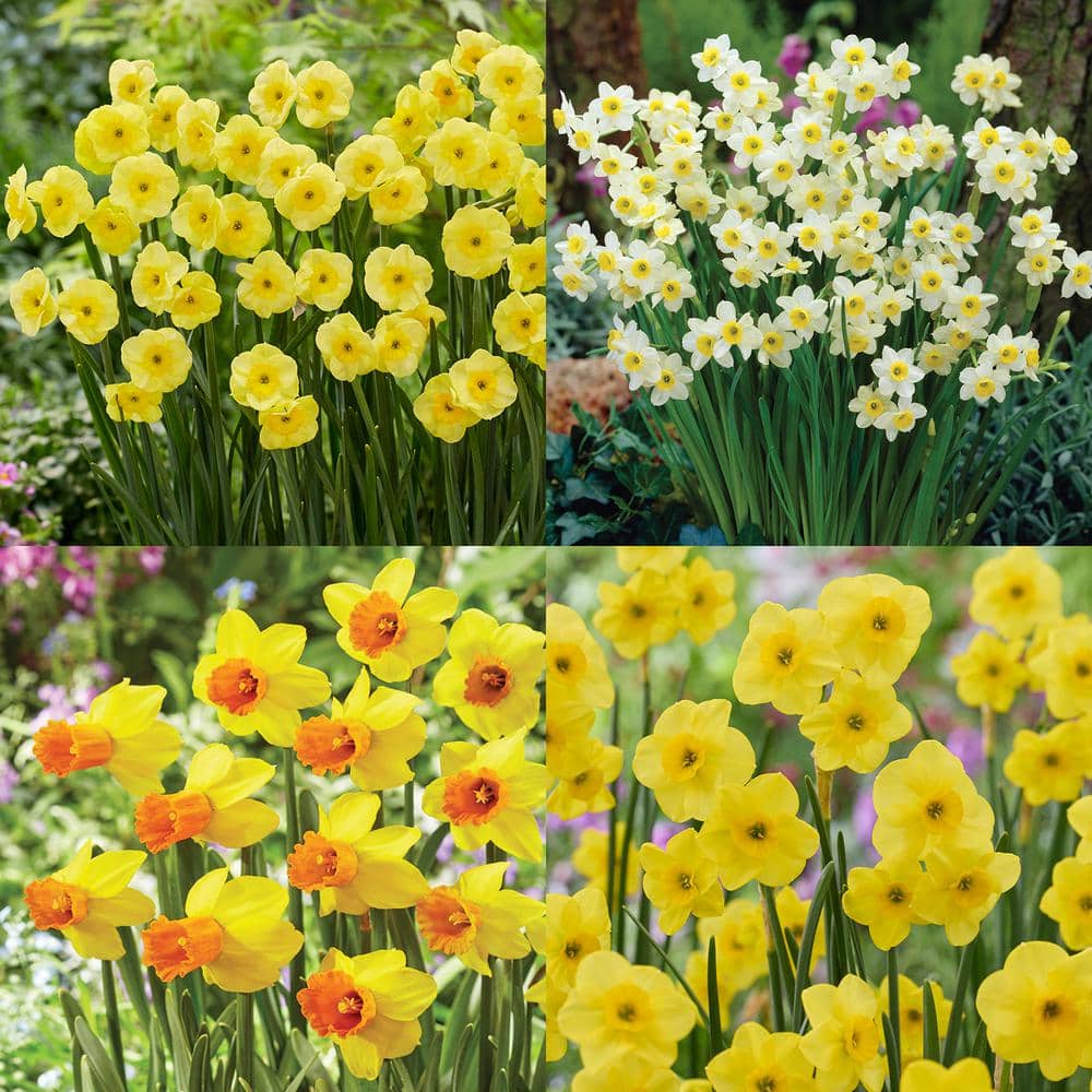 VAN ZYVERDEN Award Winning Perennial Deer Resistant Daffodil Blend Set ...