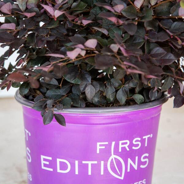 Crimson Fire Loropetalum