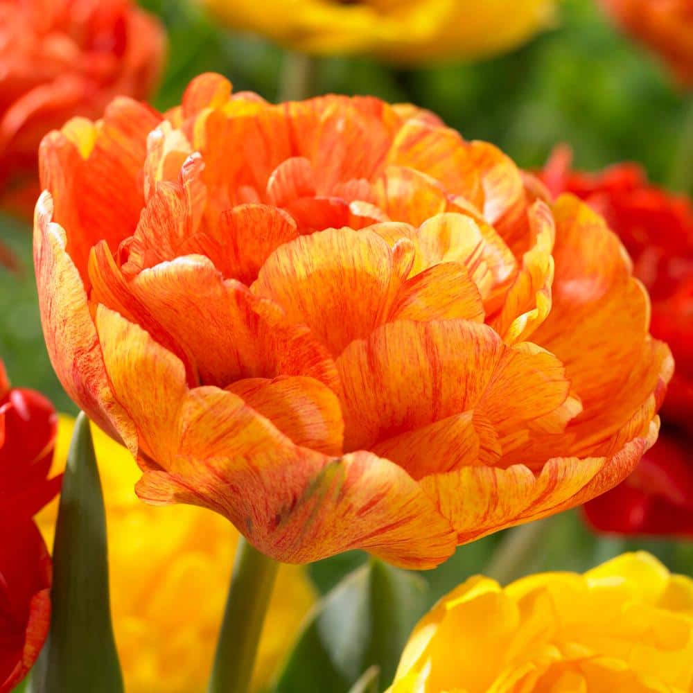Garden State Bulb 12/ cm, Sunlover Double Late Tulip Bulbs, Orange (Bag ...