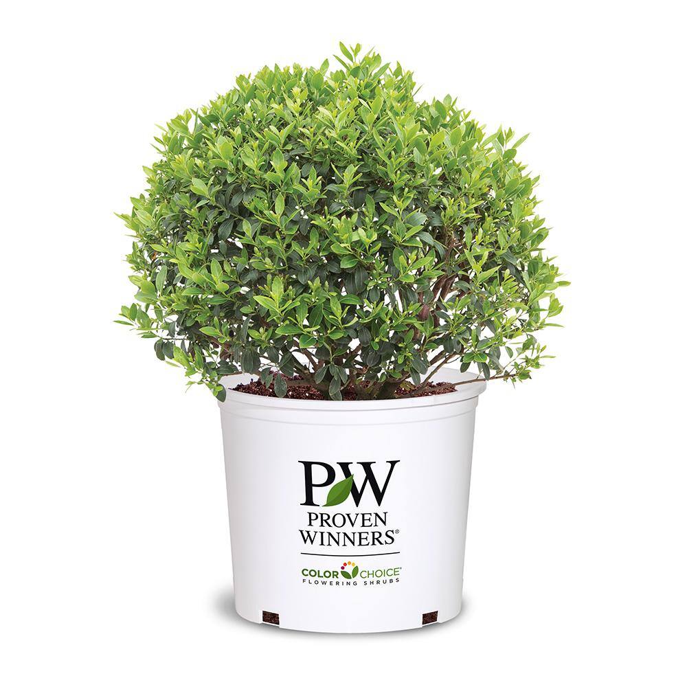 PROVEN WINNERS 2 Gal. Strongbox Holly Shrub 18347 - The Home Depot