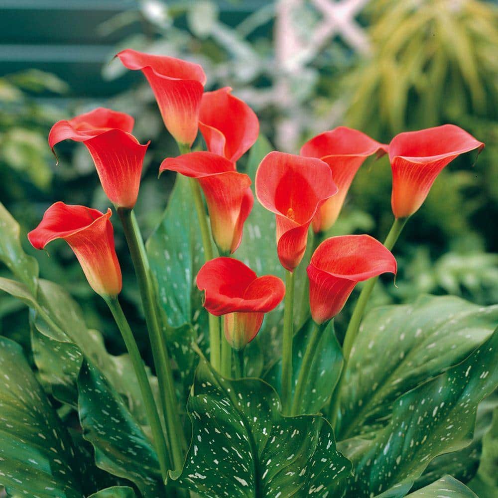 Bloomsz Red Sox Calla Bulbs (5-Pack) 06094 - The Home Depot
