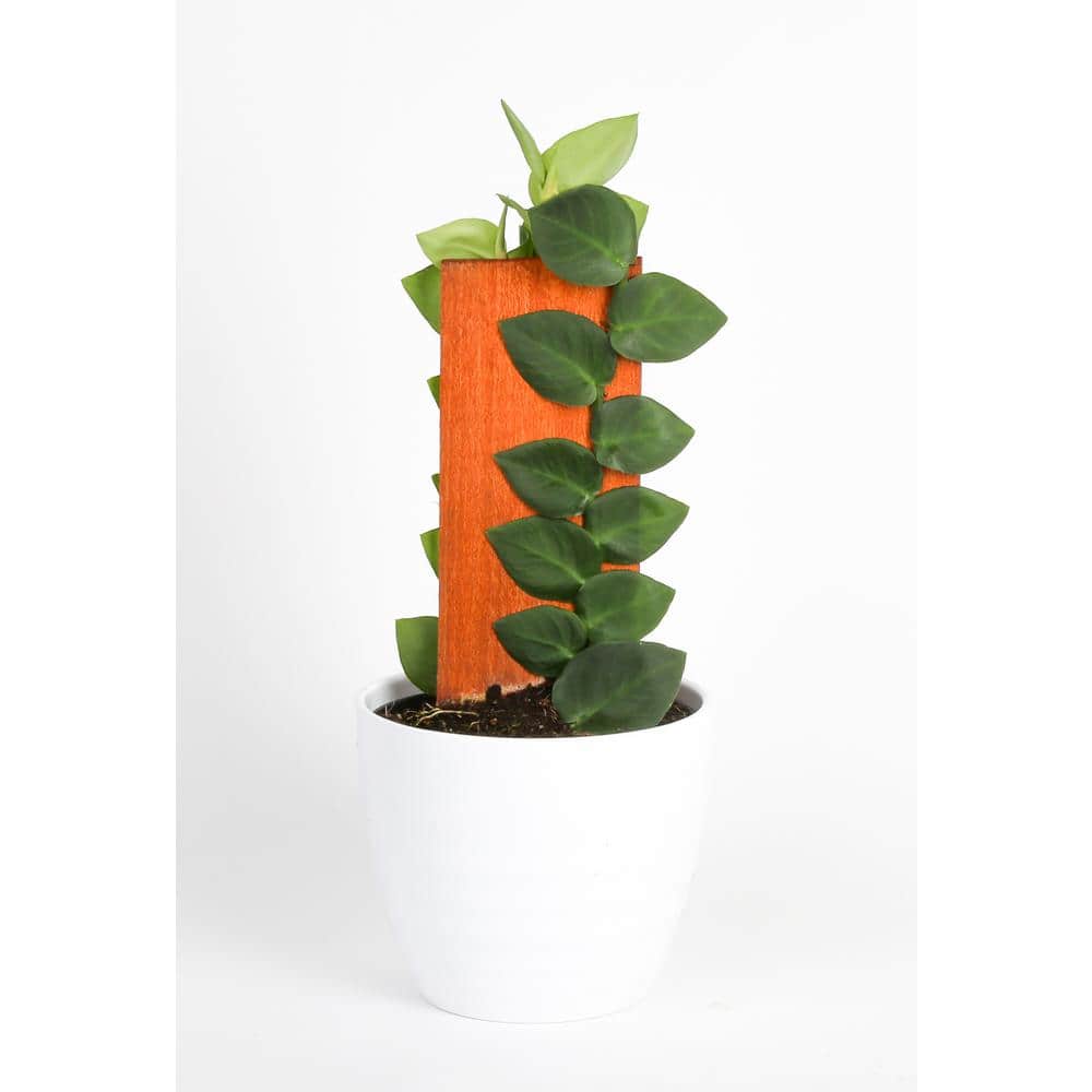 Costa Farms 6 in. Shingle Plant in Scheurich Pot 1.40QRHAKORSHIS - The ...