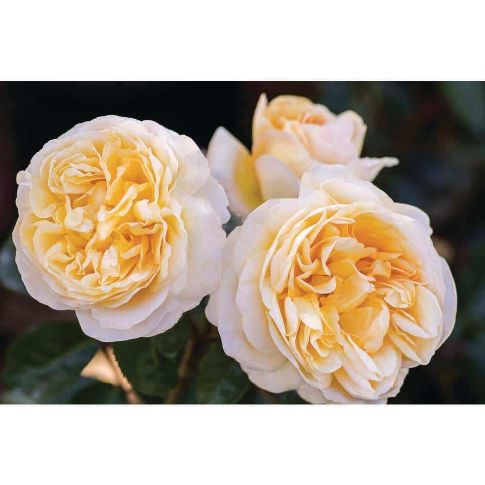 BLOOMABLES Bareroot Scentables Romantica Moonlight Hybrid Tea Rose Bush ...