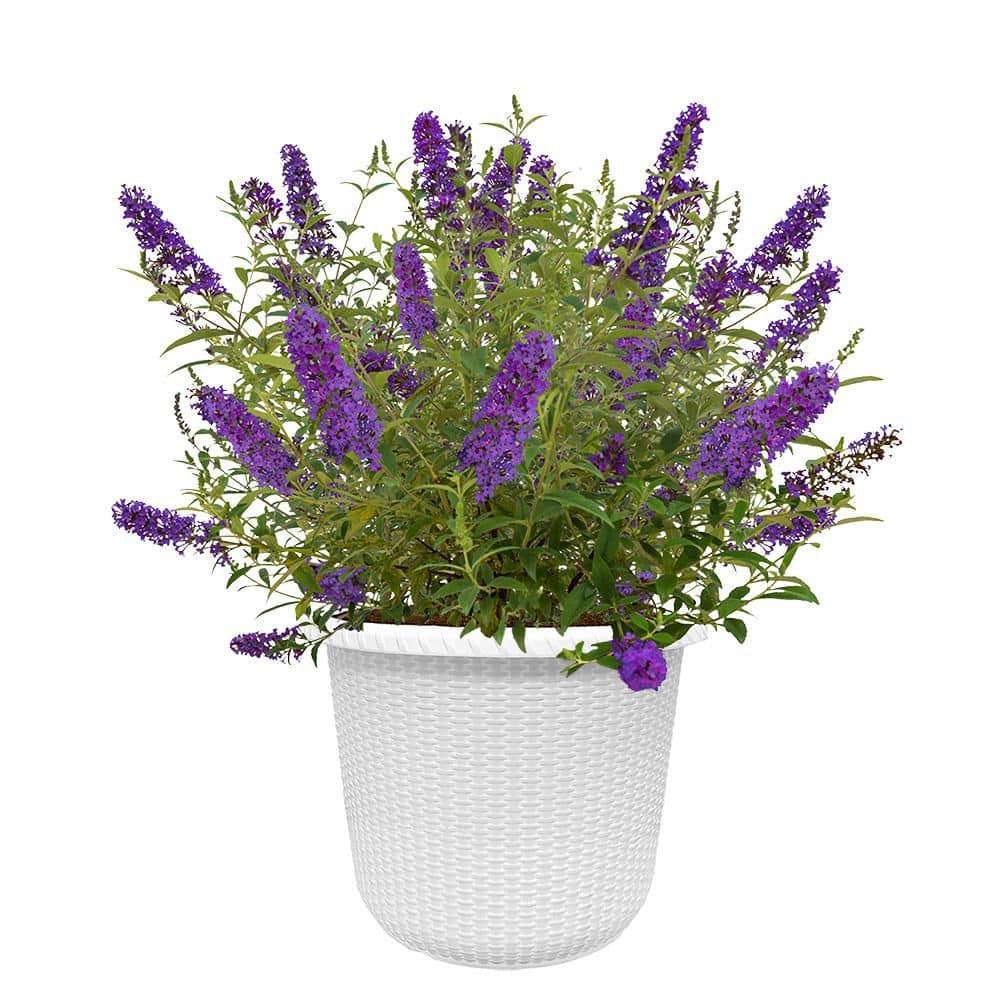 FIRST EDITIONS 2 Gal. Psychedelic Sky Butterfly Bush Shrub with ...