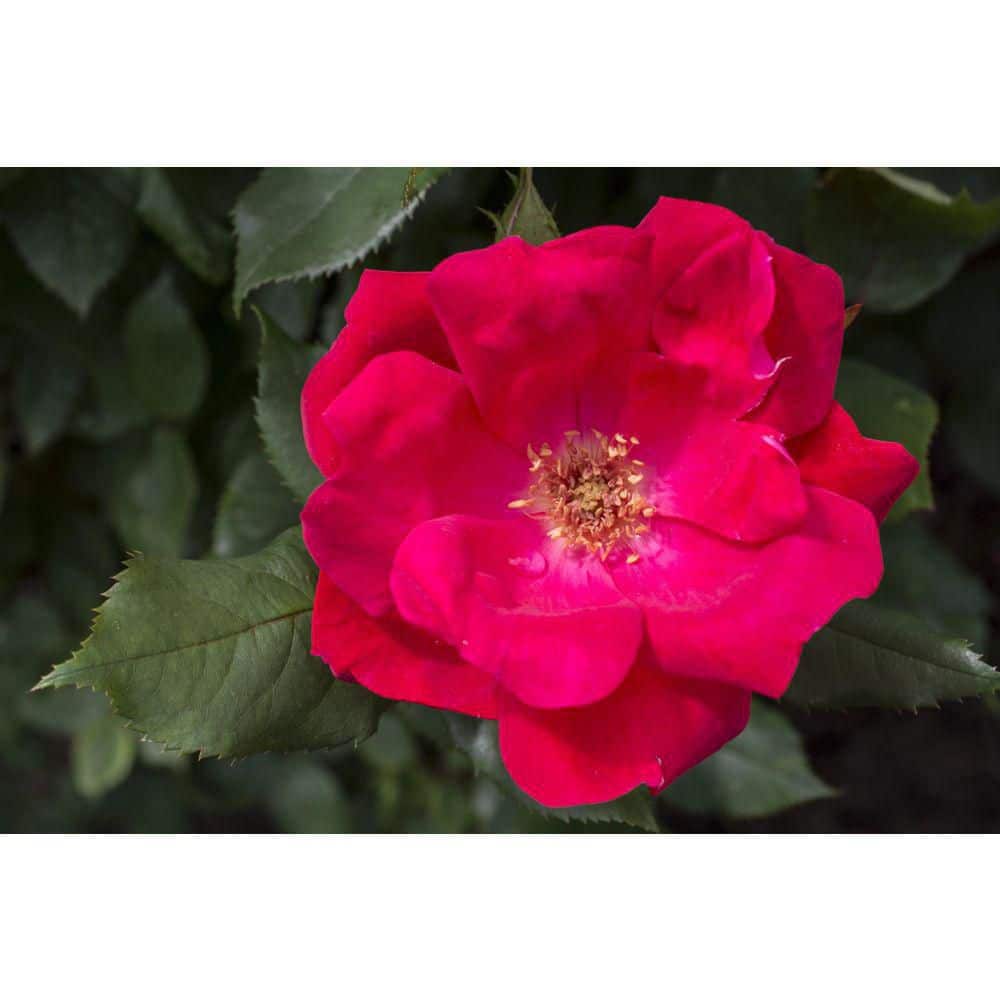 IVY ACRES INC 2 Gal. Knock Out Rose Flowering Shrub with Red 1006399470 ...
