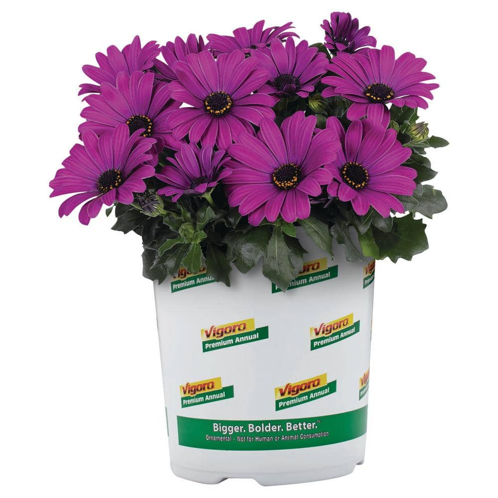 Vigoro 2.55 Qt. Assorted Color Osteospermum Plant 1000034181 - The Home ...