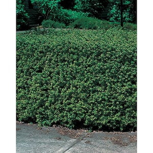 BELL NURSERY 3 Gal. Compacta Japanese Holly (Ilex Crenata) Live ...
