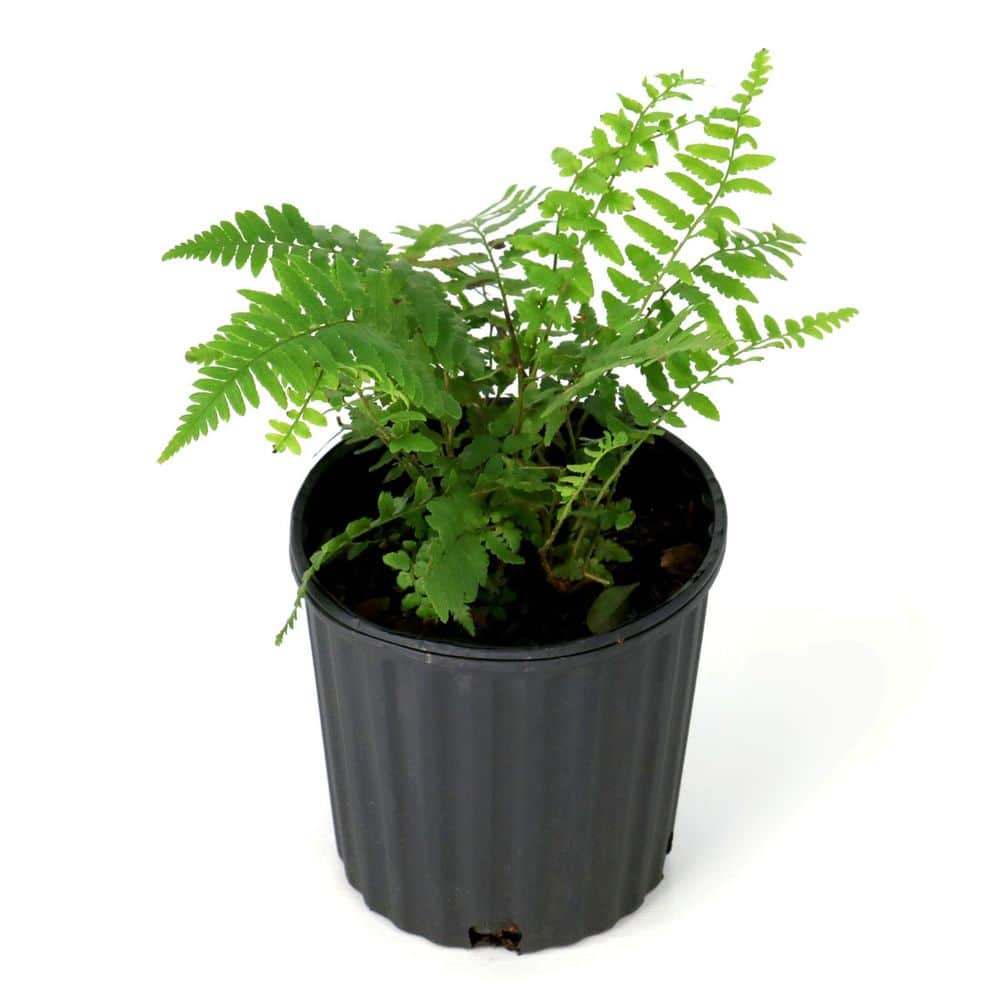 national PLANT NETWORK 1 gal. Southern Shield Fern Plant HD2747 - The ...