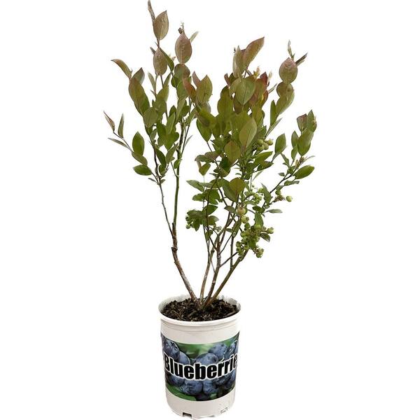 2.5 Qt. Duke Blueberry Live Plant with Large, Crisp Berries 895601 ...