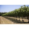 Online Orchards Yamhill Hazelnut Tree Bare Root NTHZ002 - The Home Depot