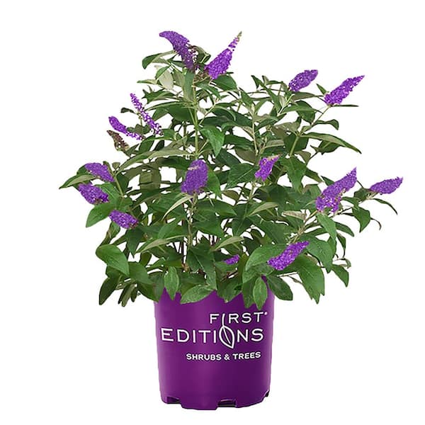 Buy 3 Gal. Psychedelic Sky Buddleia Shrub with Fragrant Clear Blue ...