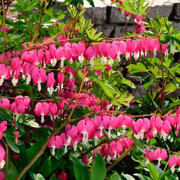 Spring Hill Nurseries Old Fashioned Bleeding Heart Pink Flowering ...