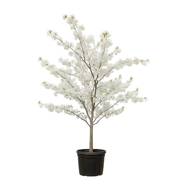 15 Gal. Green Giant Arborvitae Live Tree 07250115 - The Home Depot