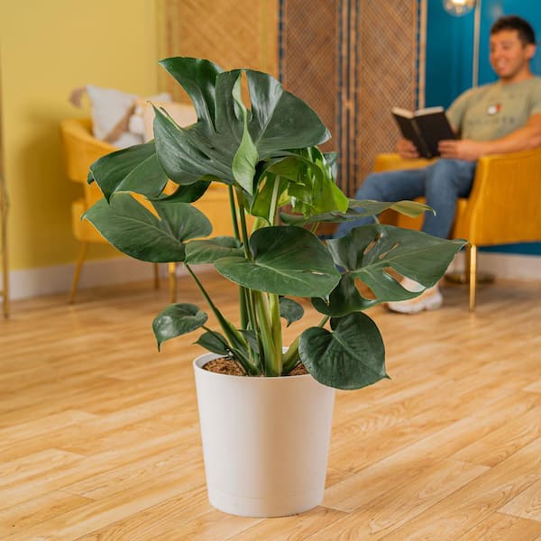Monstera Deliciosa Swiss Cheese Indoor Plant, in 10 in. Paradise ...