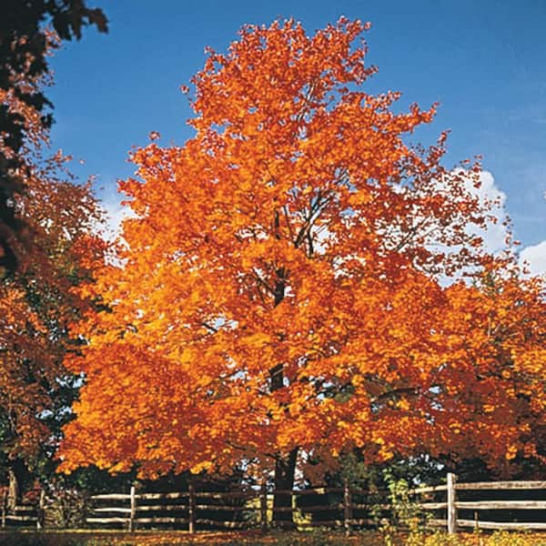 DIRECT GARDENING 3 Gal. Pot, Sugar Maple Starter Shade Tree (1-Pack ...