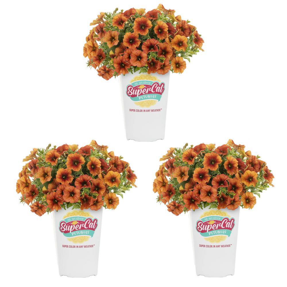 SUPERCAL 2.5 Qt. Cinnamon Premium SuperCal Petunia Outdoor Annual Plant ...