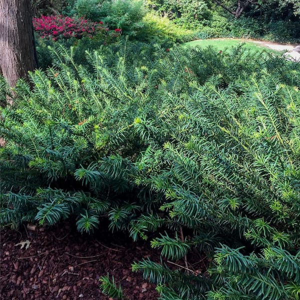 Japanese Plum Yew Cephalotaxus Harringtonia