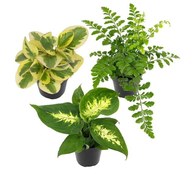 ALTMAN PLANTS Premium House Plant Pack with 3 Live Plants (Approx. 5 in ...