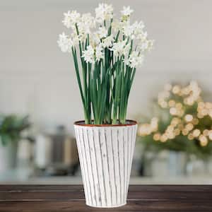 VAN ZYVERDEN Paperwhite Bulbs Kit With Artisan Decorative Planter (4 ...