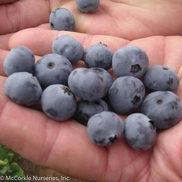 Highbush Blueberry Hedge
