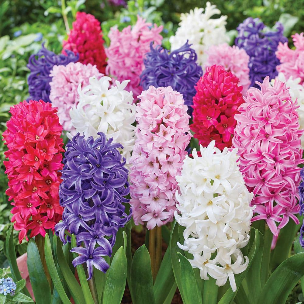 VAN ZYVERDEN Hyacinth Mix Hyacinthus Dormant Bulbs 10014PHD - The Home ...