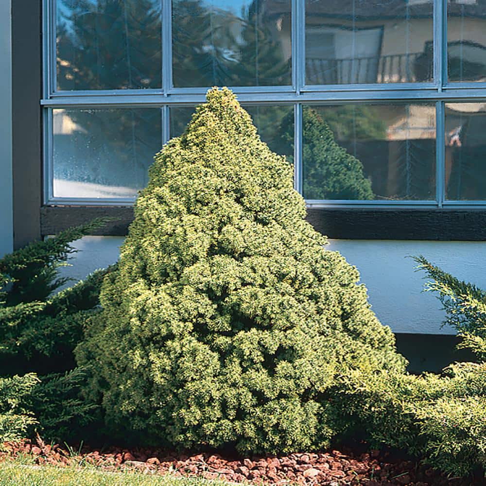 BELL NURSERY 1 Gal. Dwarf Alberta Spruce Live Shrub 1000034703 - The ...