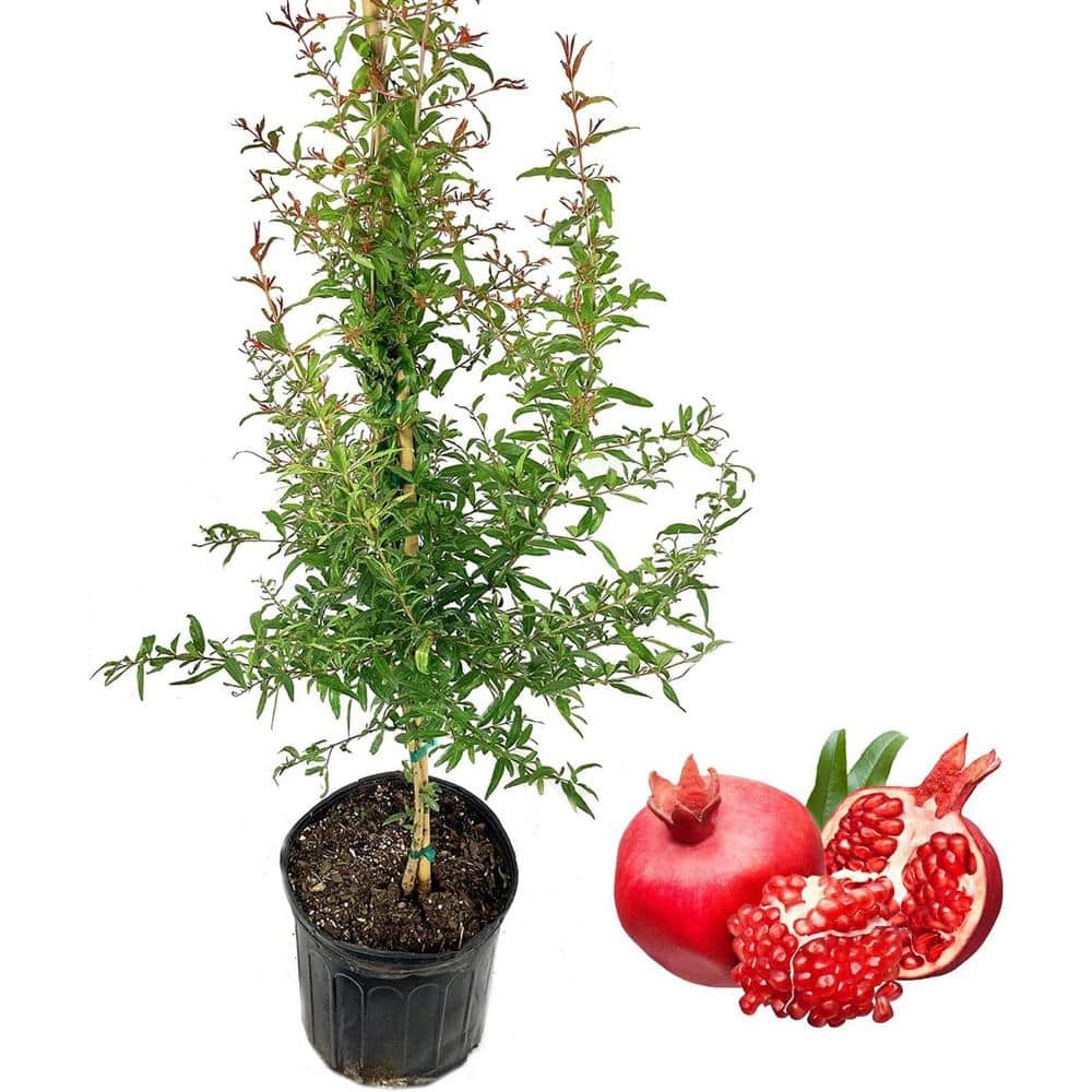 Wekiva Foliage Wonderful Pomegranate Tree-Live Tree in a 3 Gallon Pot ...