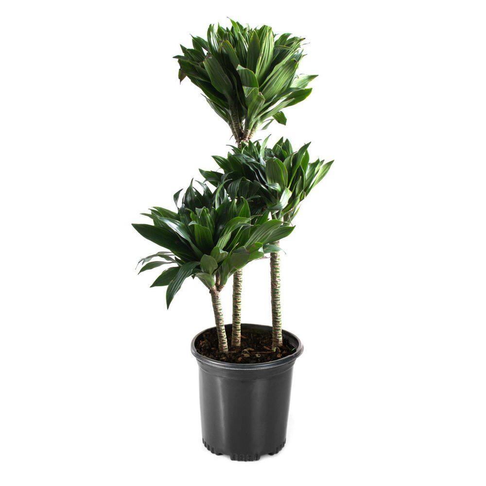 national PLANT NETWORK 10 in. Dracaena Janet Craig Compacta 3-2-1 in 3g ...