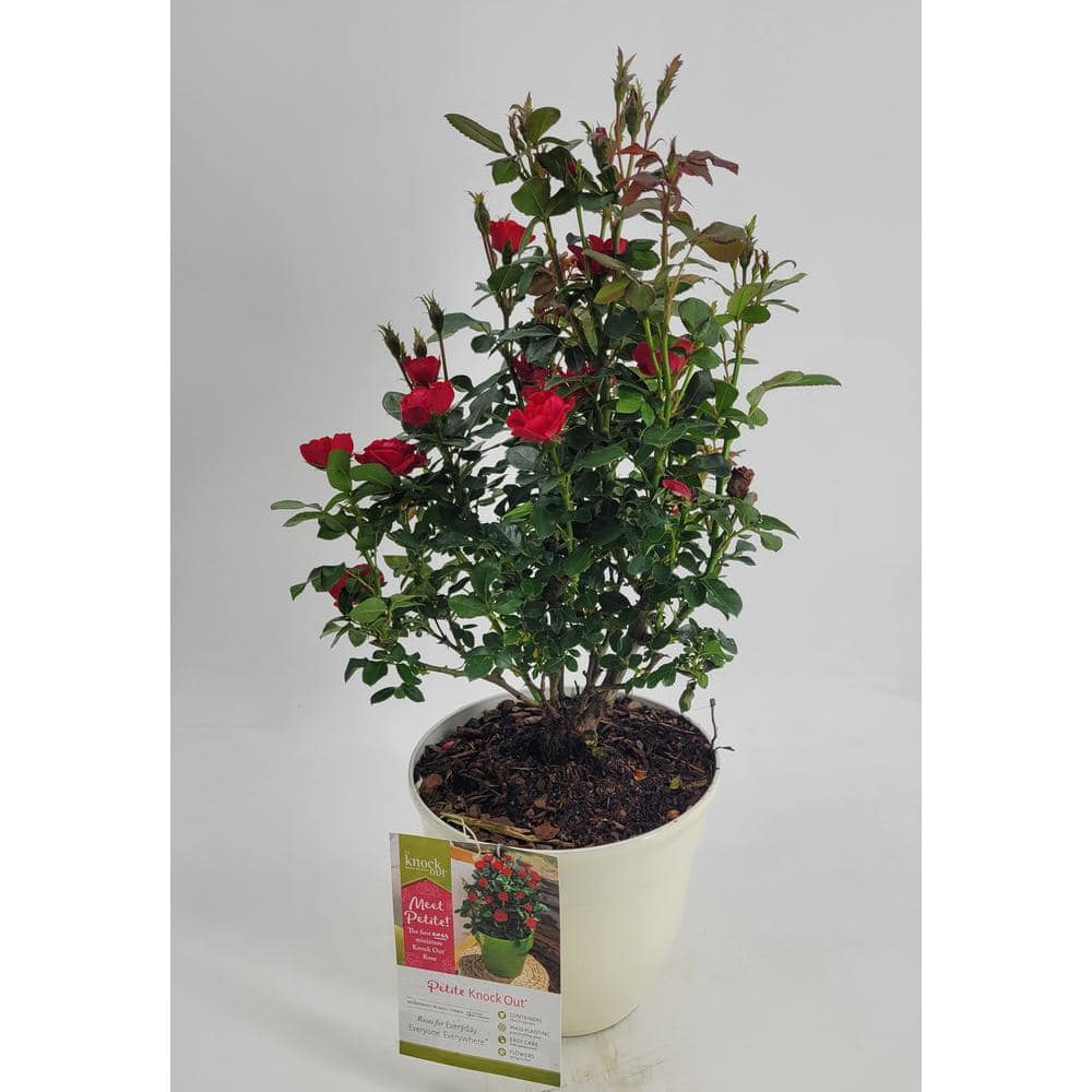 KNOCK OUT 2 Gal. Petite Knock Out Rose Bush with Red Flowers ...