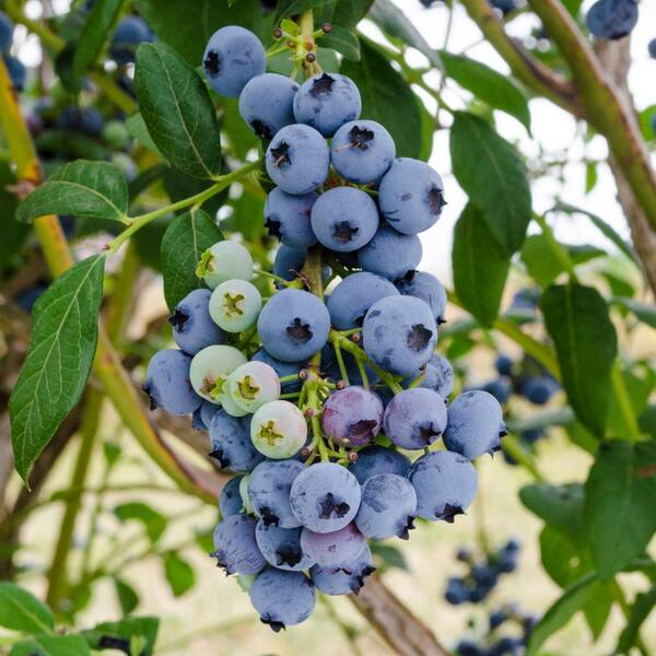 Craft Supplies & Tools Blueberry plant Live Blueberry plant Vaccinium ...