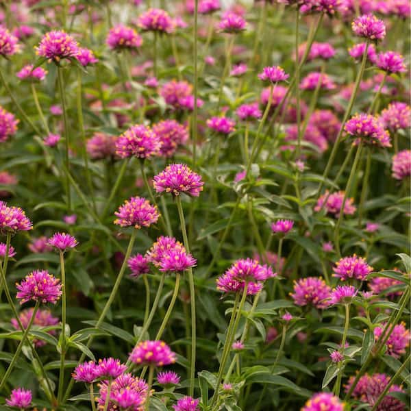 Proven Winners 7 in. Royale Truffula Pink Globe Amaranth (Gomphrena ...