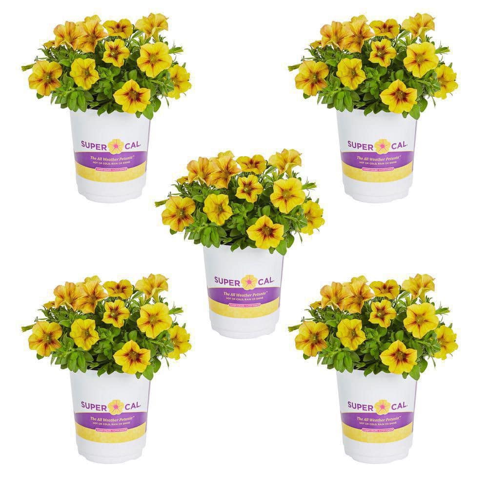 SUPERCAL 1 Qt. Supercal Petunia Plant with Yellow Flowers 1007427984 ...