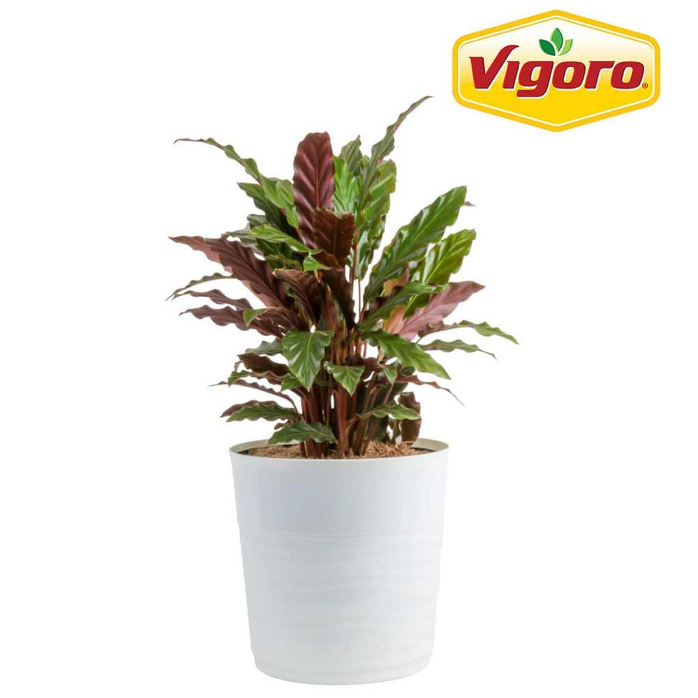 Vigoro Grower's Choice Calathea Plant in 10in. White Decor Pot, Avg ...