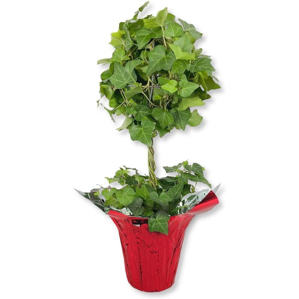 Wekiva Foliage English Ivy Globe in Festive Holiday Cover-Live Plant in ...