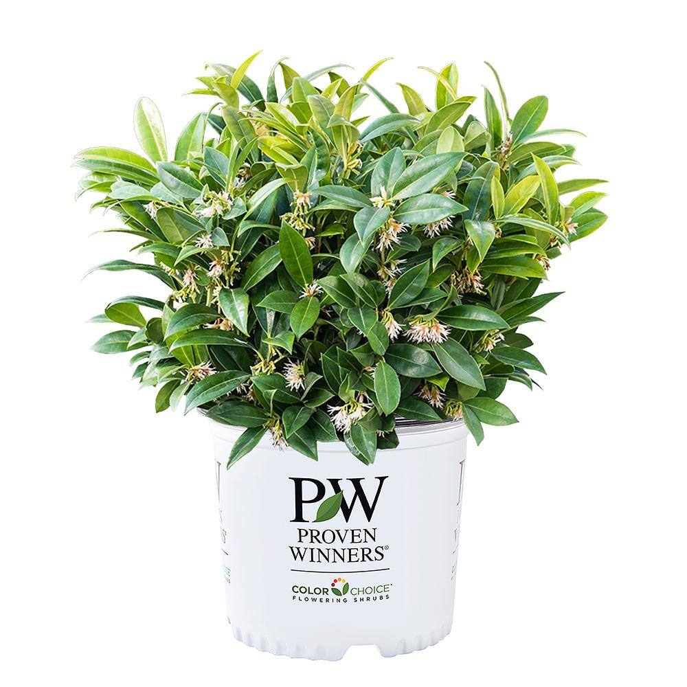 PROVEN WINNERS 2 Gal. Sweet and Low Sweet Box Shrub 18336 - The Home Depot