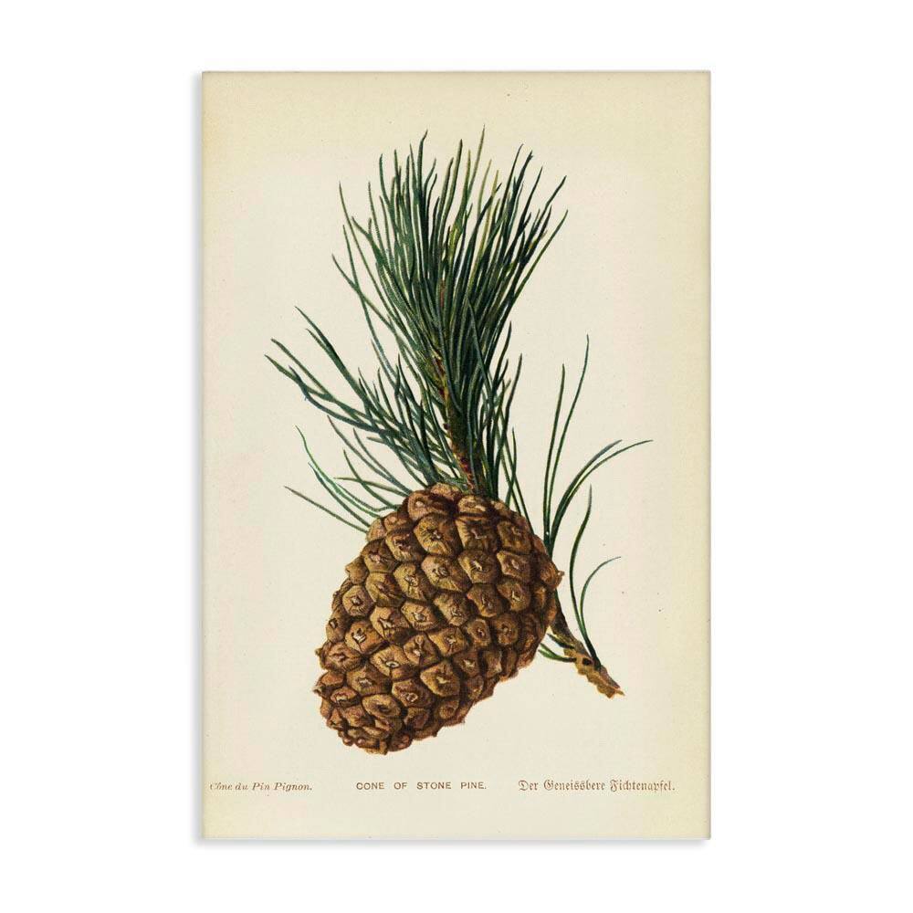 Stupell Industries Detailed Pine Cone Sprig by Tina Higgins Designs ...