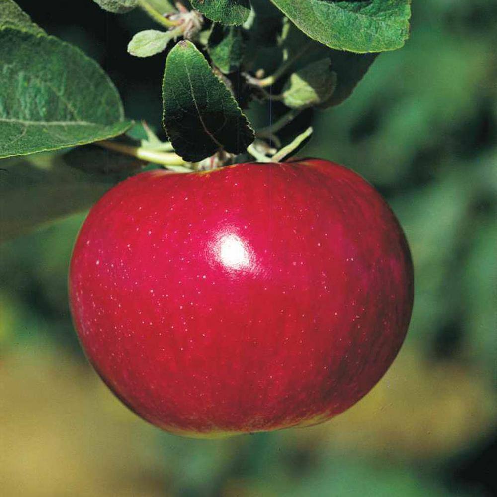 Reviews for DIRECT GARDENING McIntosh Apple Dormant Bare Root Standard ...