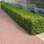 Online Orchards 1 Gal. Sky Pencil Japanese Holly Shrub Columnar ...