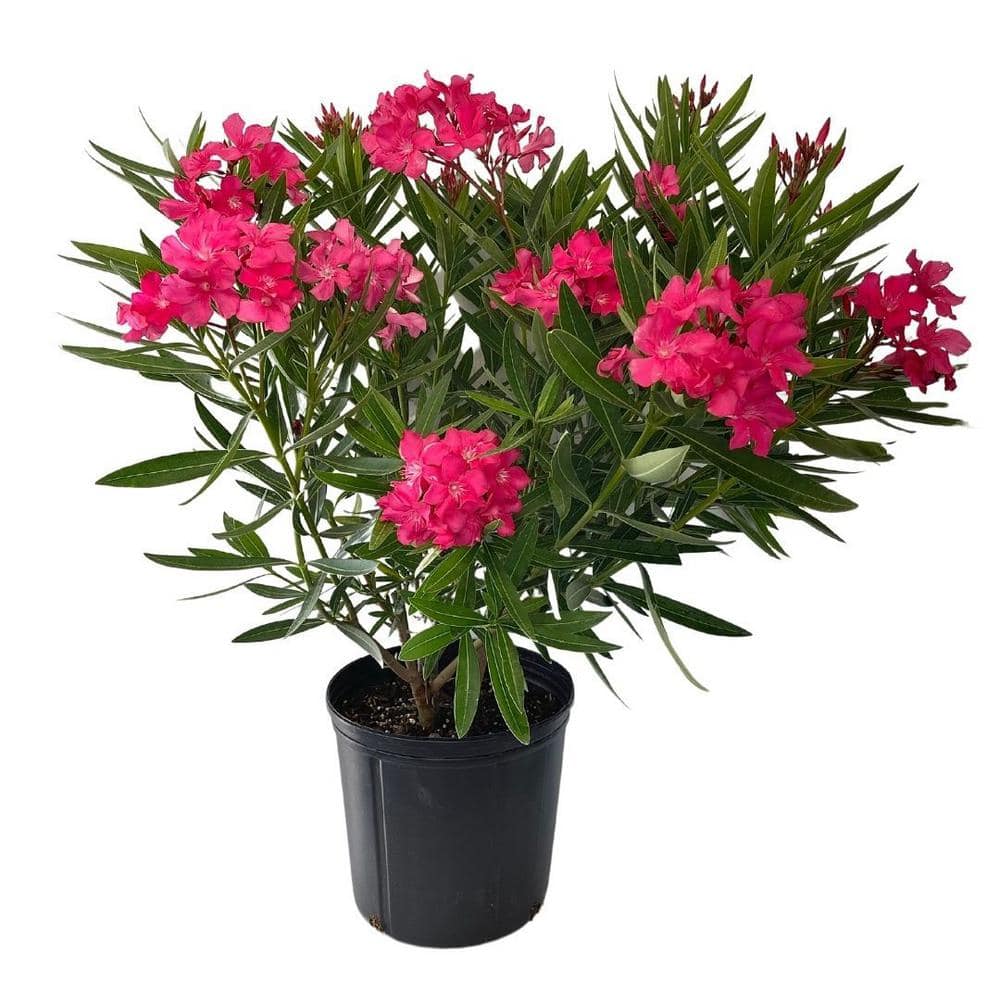 NATURE'S WAY FARMS 2 Gal. Nerium Oleander Plant with Pink Flowers in ...