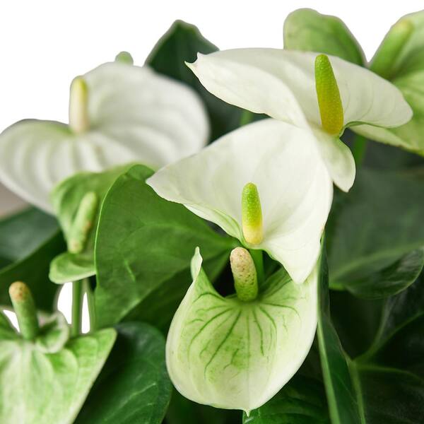 Floral & Garden Crafts White Anthurium 6 Pot Craft Supplies & Tools ...