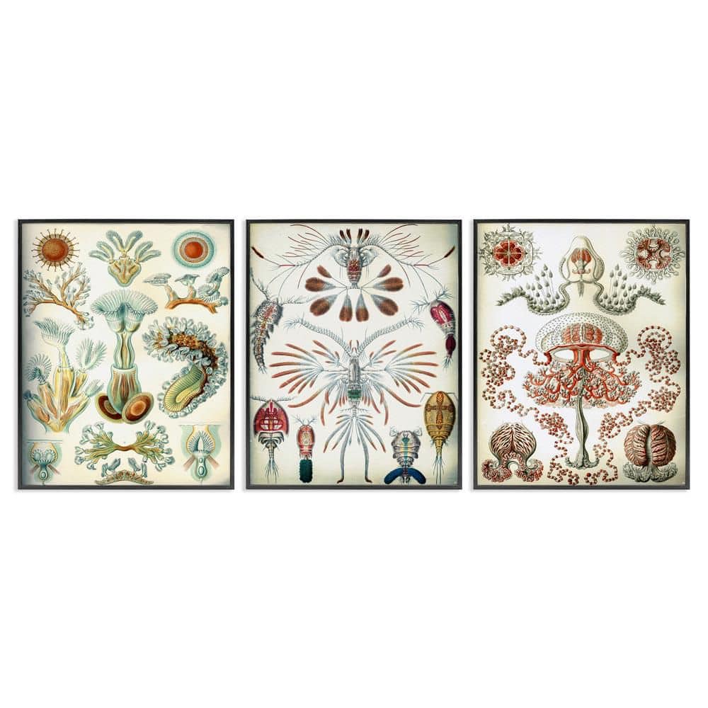 Stupell Industries Vintage Microscopic Crustaceans by Graffi*tee ...