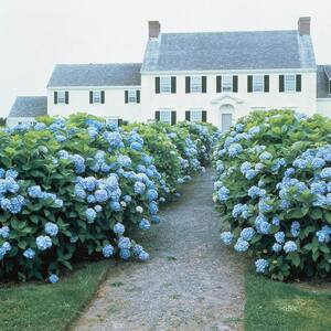 Spring Hill Nurseries 4 in. Pot Felicity Hydrangea, Multi-colored ...