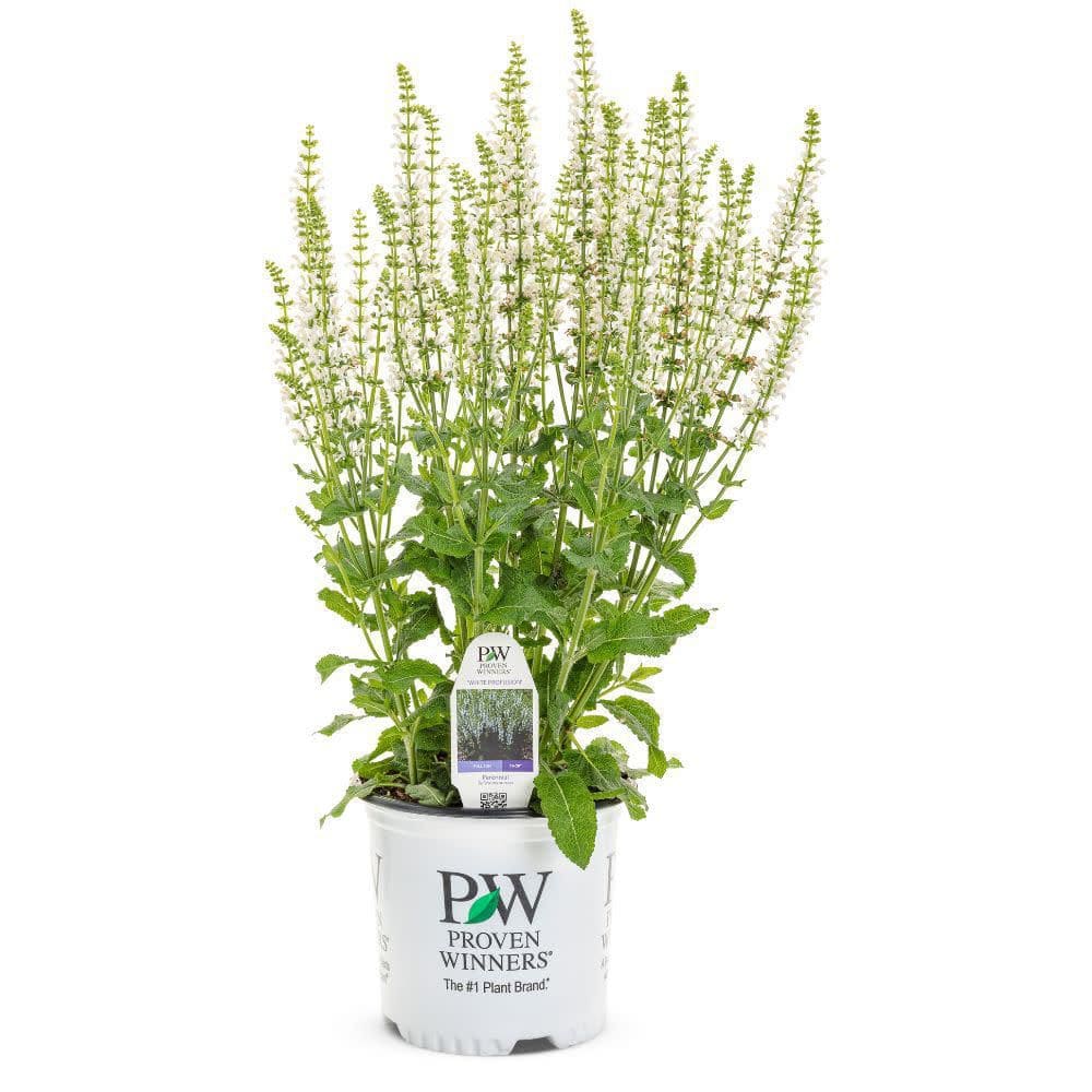 Proven Winners 0.65 Gal. White Profusion Perennial Salvia (Salvia ...