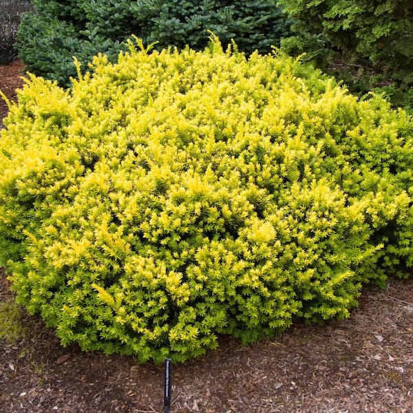 DIRECT GARDENING 3 Gal. Pot, Dwarf Golden Japanese Spreading Yew Taxus ...
