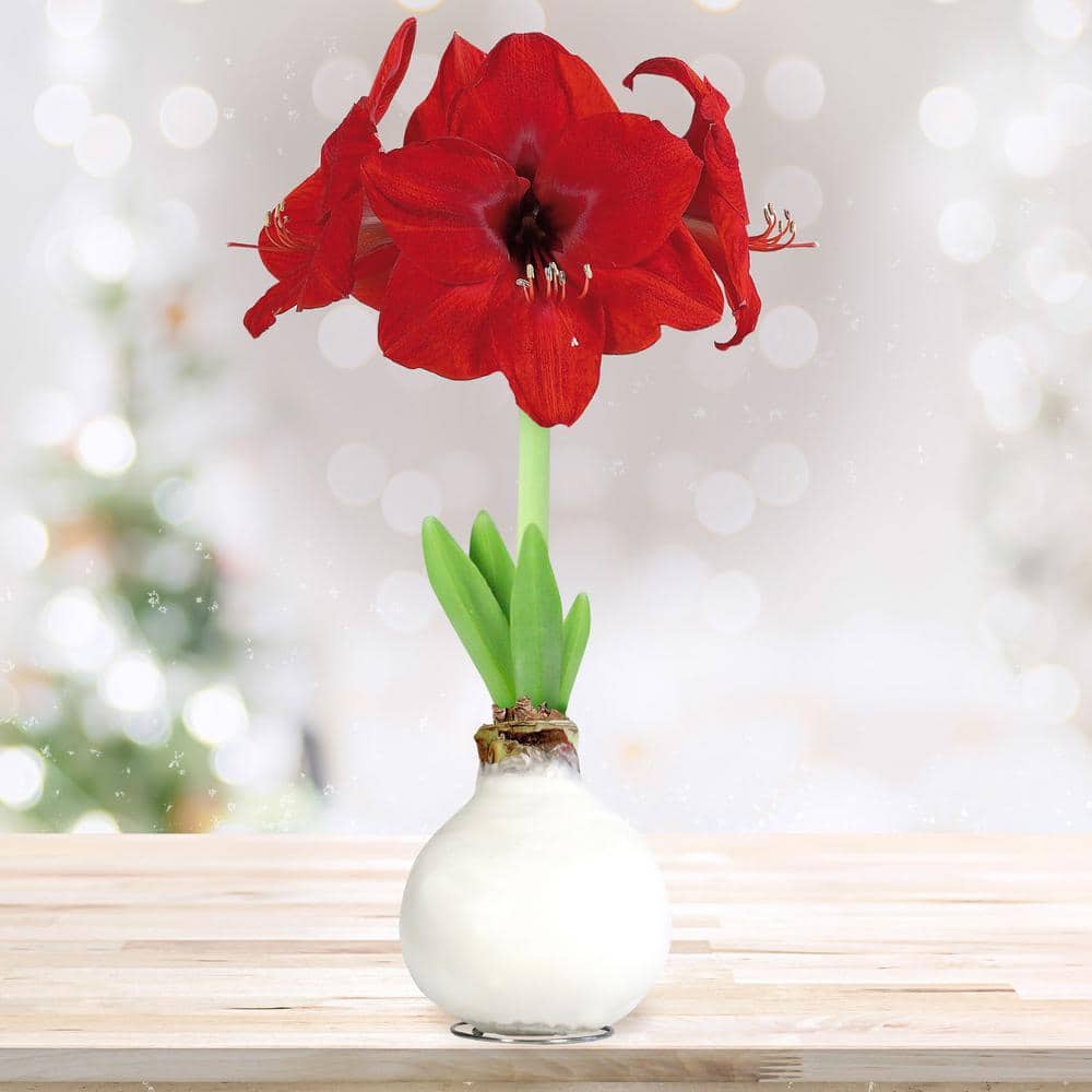 Reviews for Garden State Bulb White Waxed Red Lion Amaryllis Flower ...