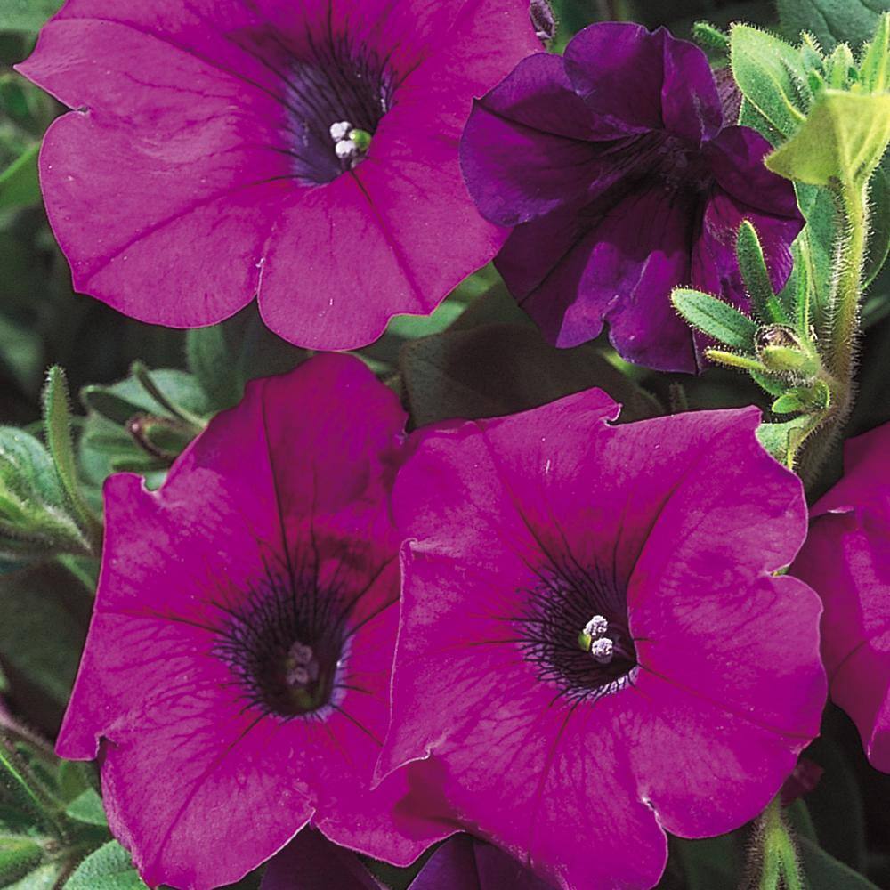 ALTMAN PLANTS PETUNIA DURABLOOM LILAC (306-PACK) 1007455255 - The Home ...