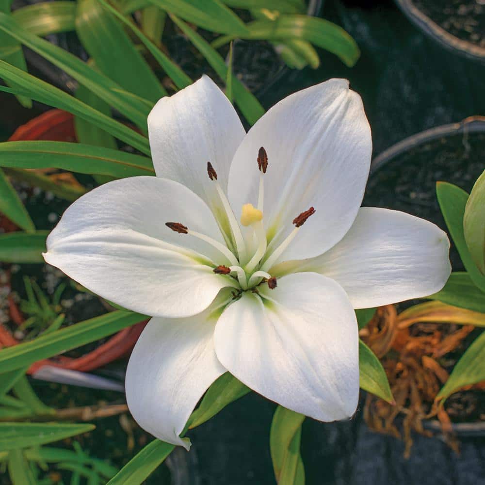 ALTMAN PLANTS #1 2.6 Qt. White Asiatic Lily Plant 91499 - The Home Depot