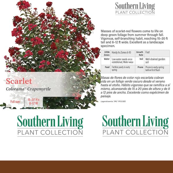 SOUTHERN LIVING 5 Gal. Colorama Scarlet Crape Myrtle Tree with Bright ...