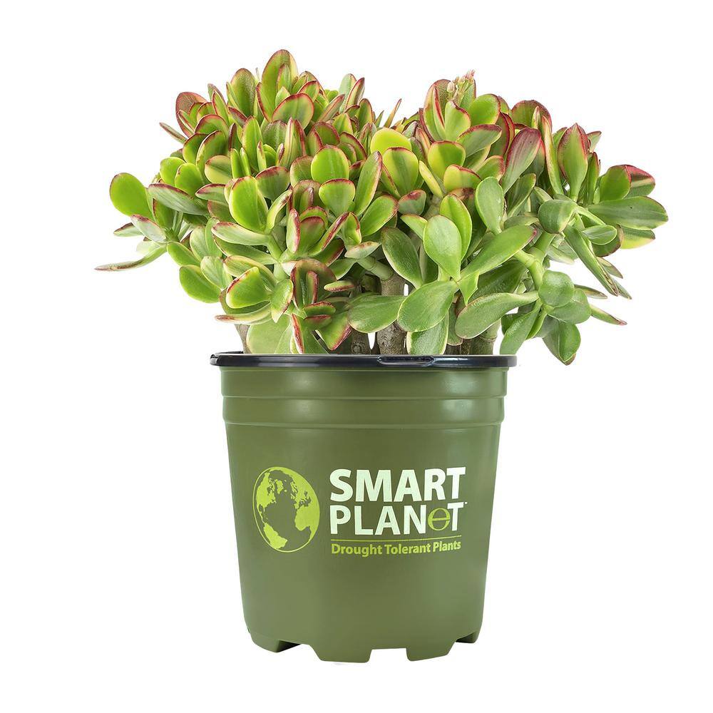 SMART PLANET 1 Gal. Crassula Arborescens (Sliver Jade Succulent ...